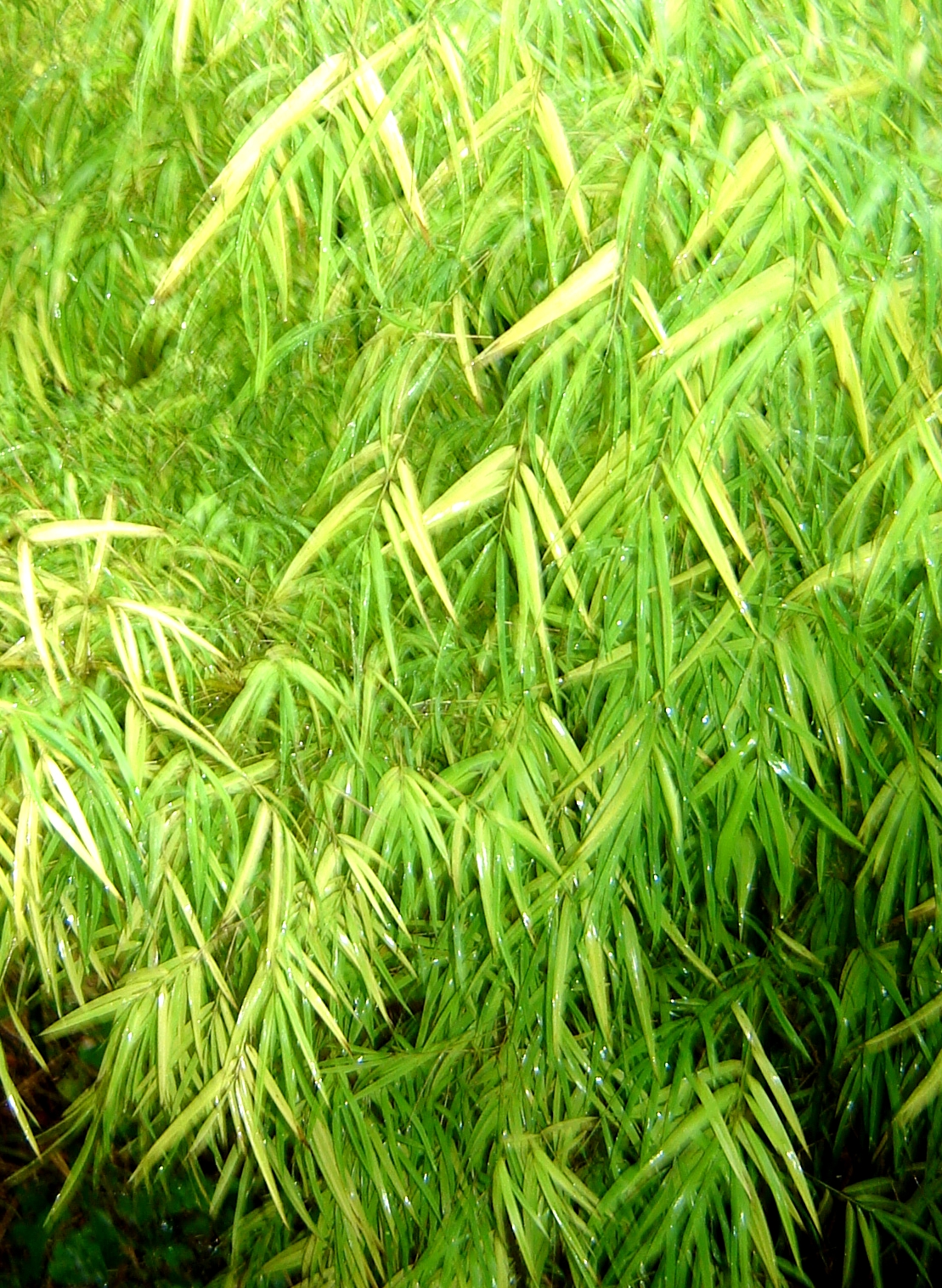 Ficha de planta: Bambusa gracilis – Miriam Stumpf Notas de Jardinagem