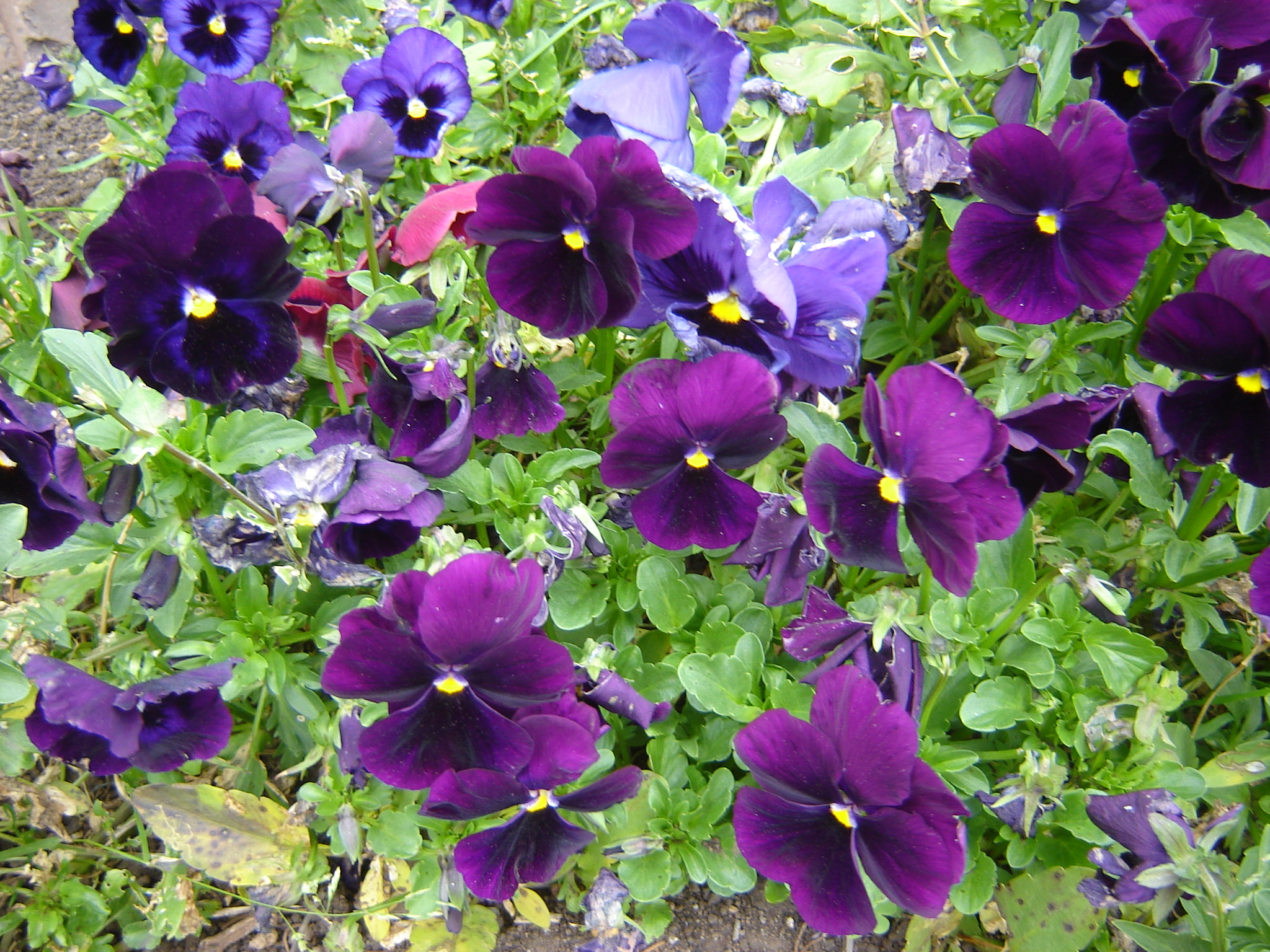 Paisagismo: O detalhe que encanta – Miriam Stumpf Notas de Jardinagem