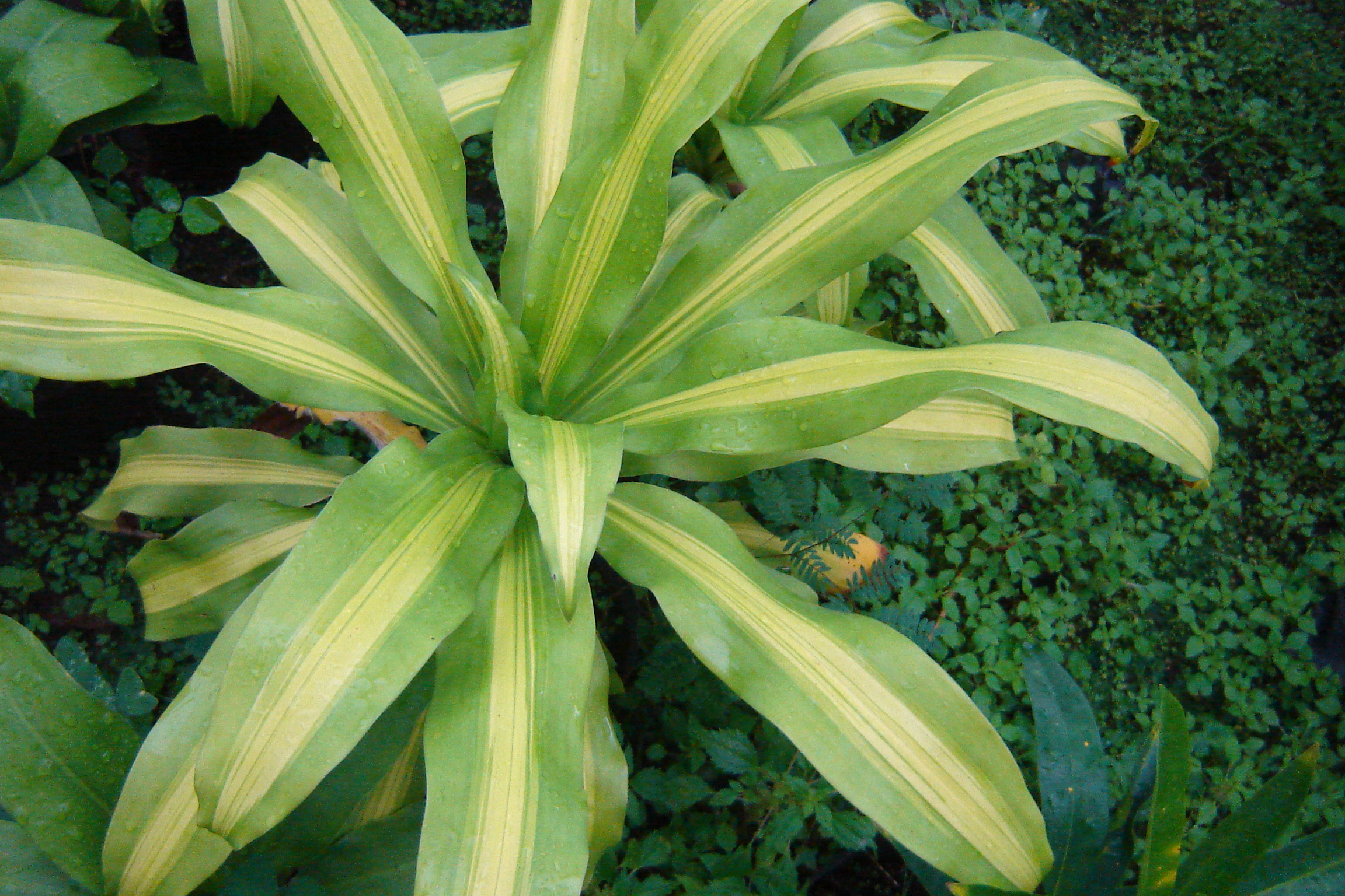 Ficha de planta: Dracaena fragans – Miriam Stumpf Notas de Jardinagem