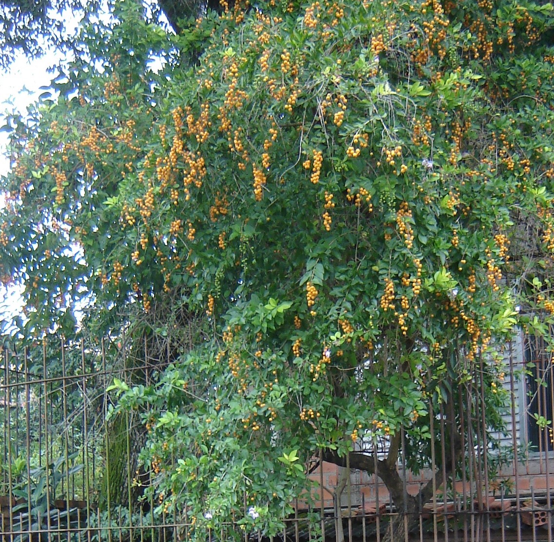 Ficha de planta: Duranta repens – Miriam Stumpf Notas de Jardinagem