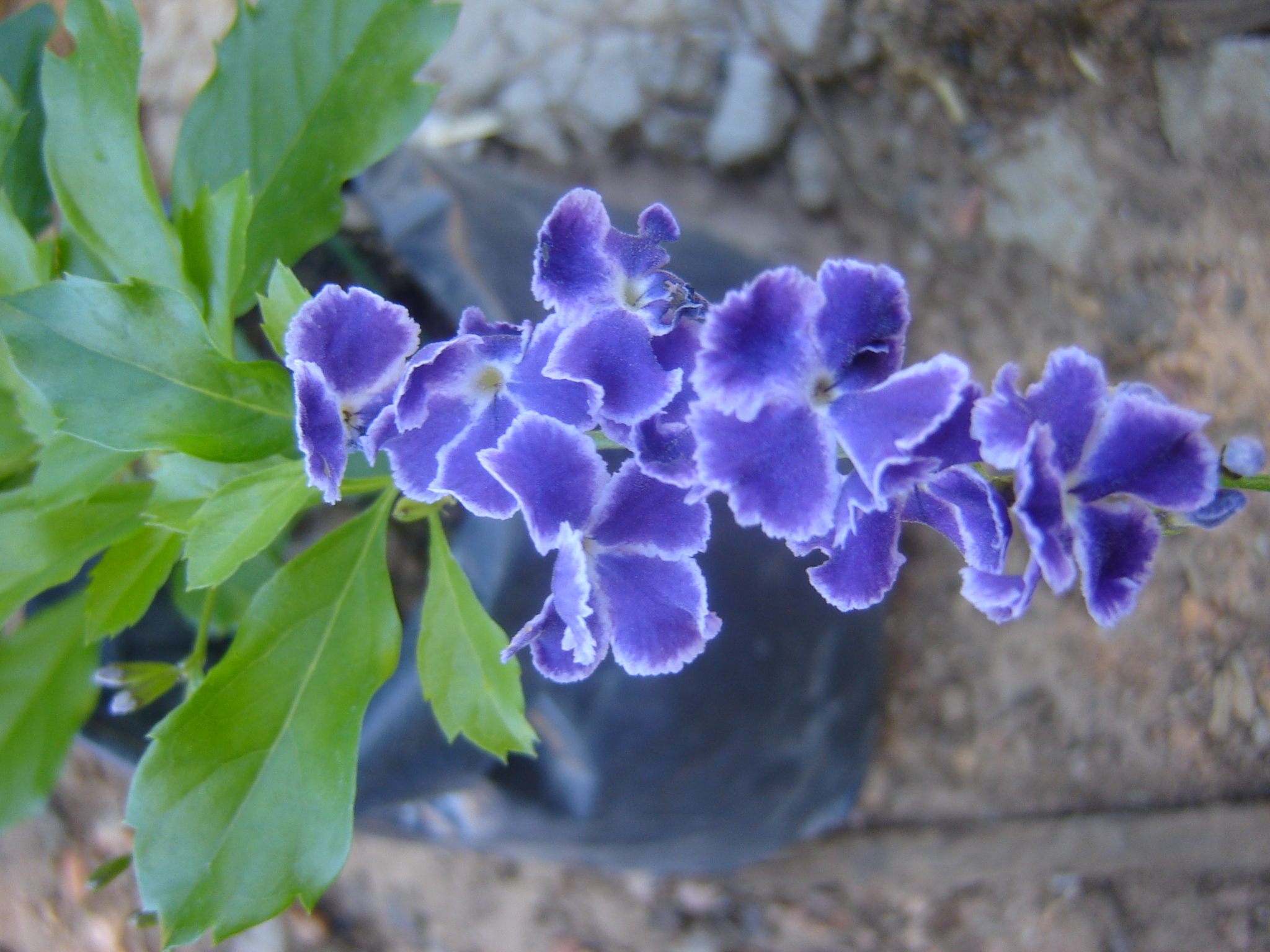 Ficha de planta: Duranta repens – Miriam Stumpf Notas de Jardinagem