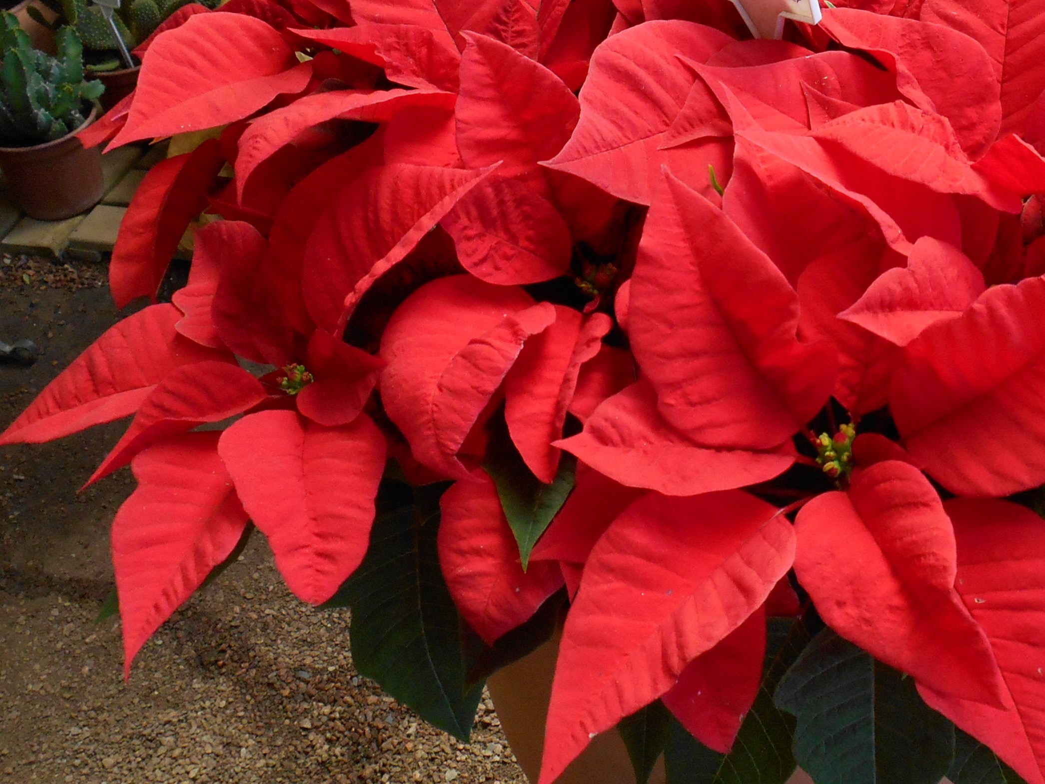 Ficha de planta: Euphorbia pulcherrima – Miriam Stumpf Notas de Jardinagem