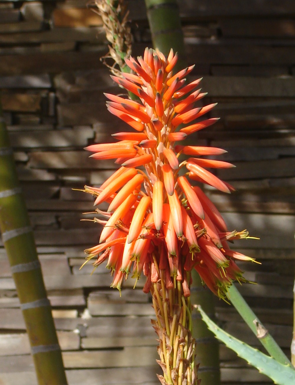 Ficha de planta: Aloe arborescens – Miriam Stumpf Notas de Jardinagem